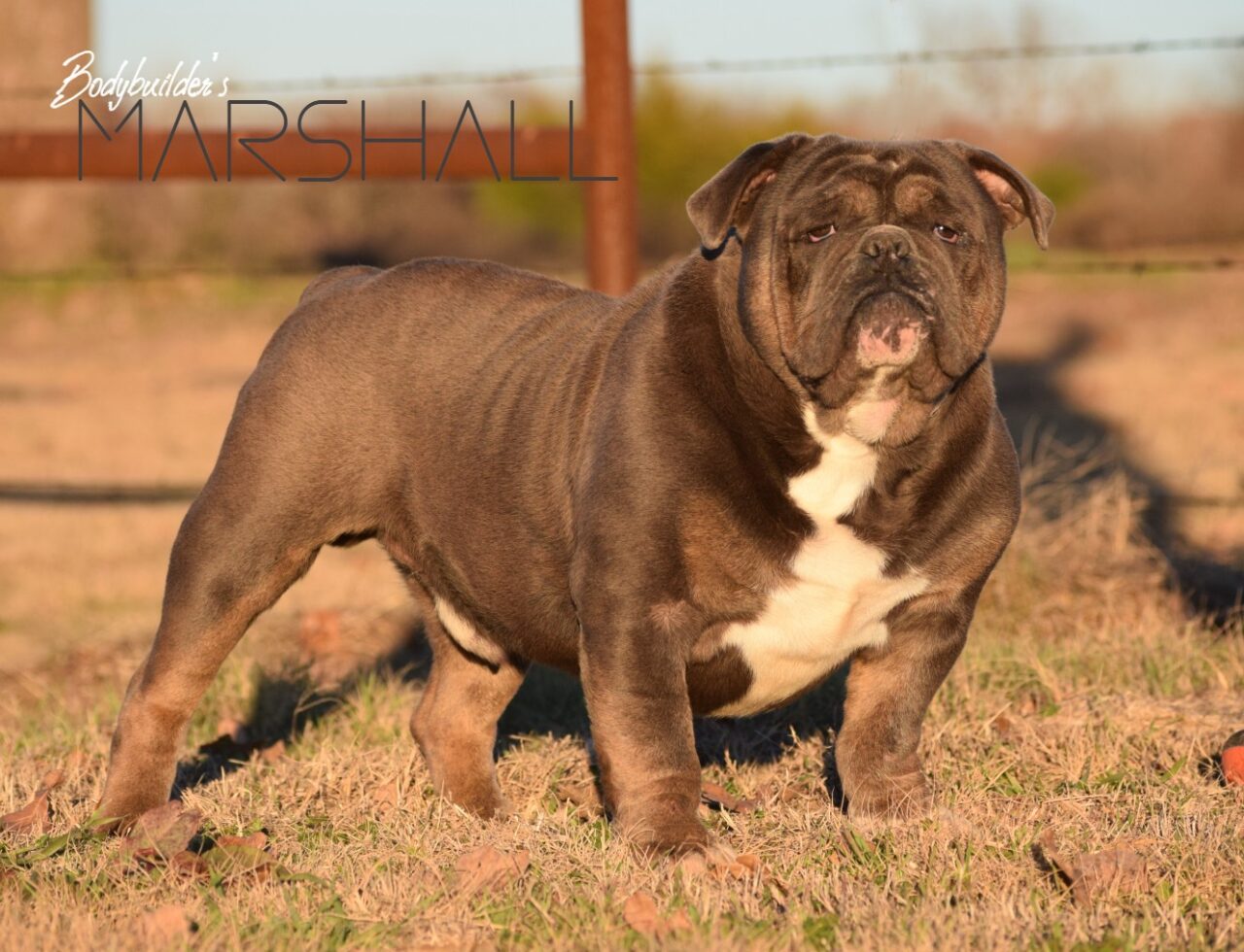 Breedings | Bodybuilder Bulldogs
