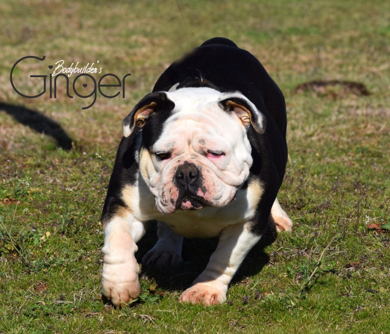 Ginger | Bodybuilder Bulldogs